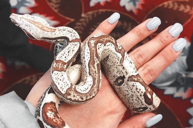 Insectenbeet voorkomen, herkennen en behandelen | Etos