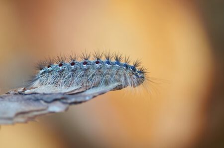 Insectenbeet voorkomen, herkennen en behandelen | Etos