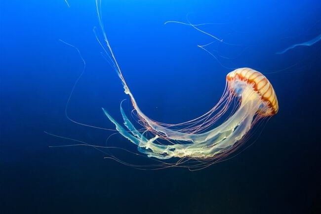 Insectenbeet voorkomen, herkennen en behandelen | Etos