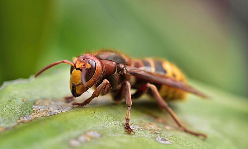 Wespensteek: wat is de beste behandeling? | Etos