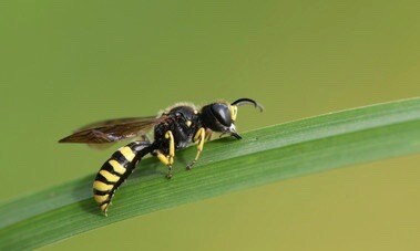 Wespensteek: wat is de beste behandeling? | Etos